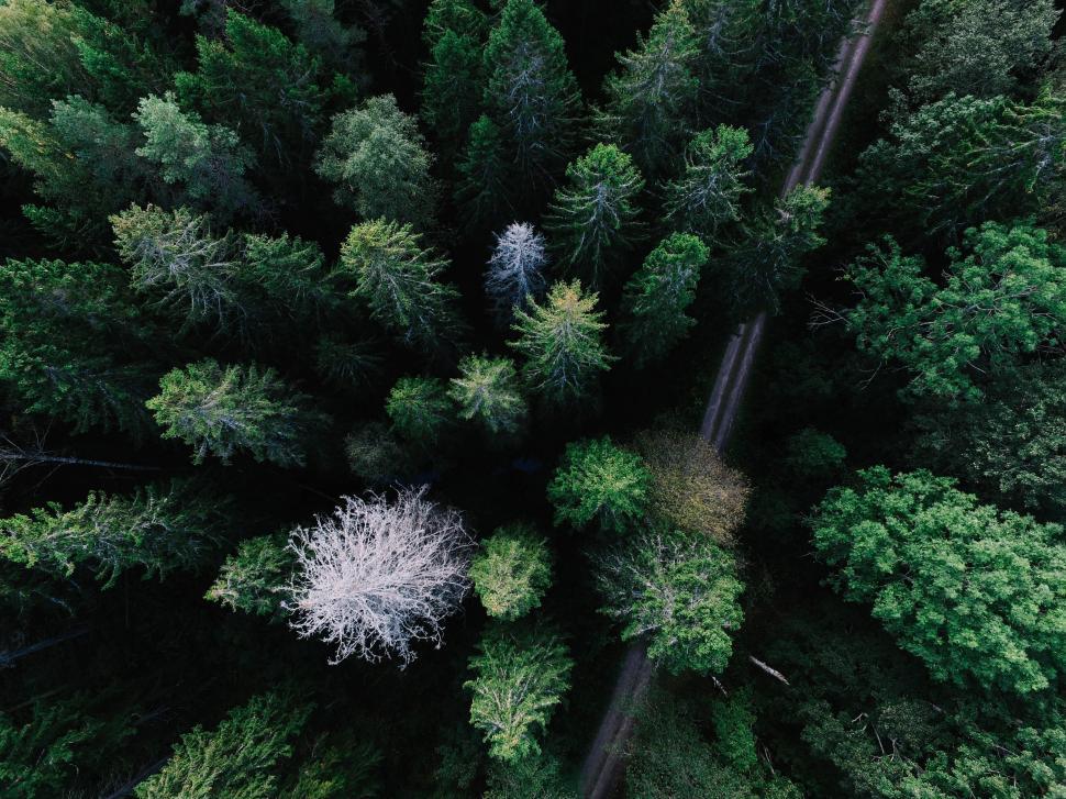 Free Stock Photo of Aerial View of Dense Forest Canopy With Trees ...