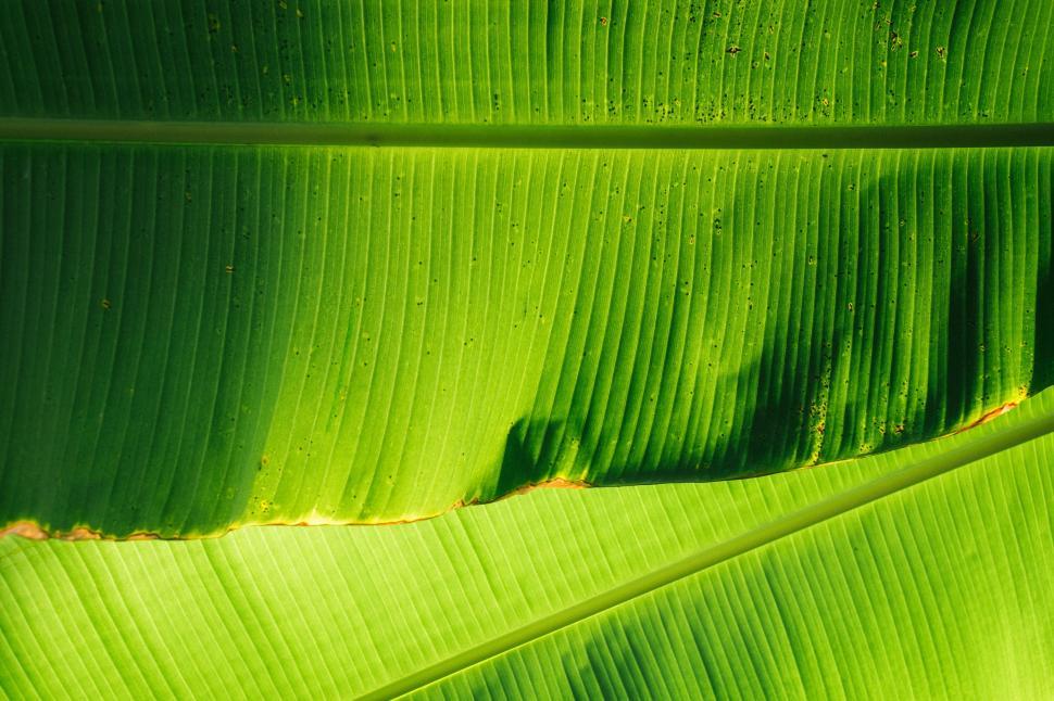 Free Stock Photo of Close Up View of a Green Leaf | Download Free ...