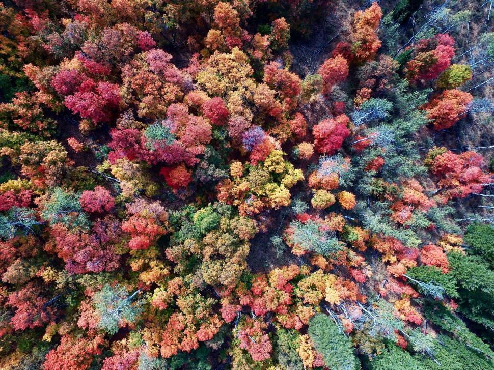 Free Stock Photo of Aerial View of Dense Forest Canopy | Download Free ...