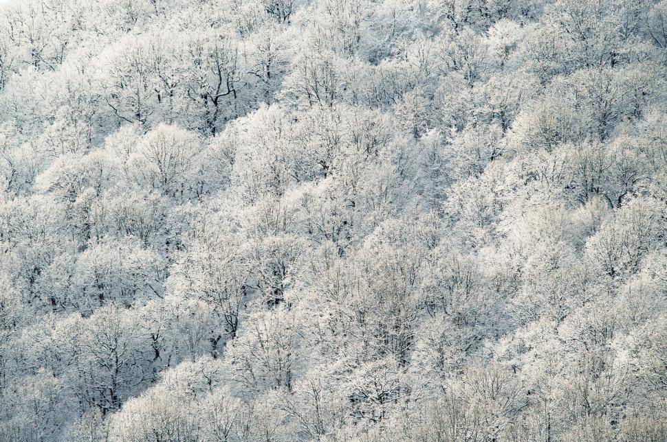 Free Stock Photo of Aerial View of Snow-Covered Forest | Download Free ...