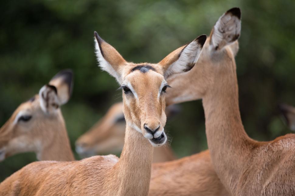 Free Stock Photo of Group of Deer Standing Together | Download Free ...