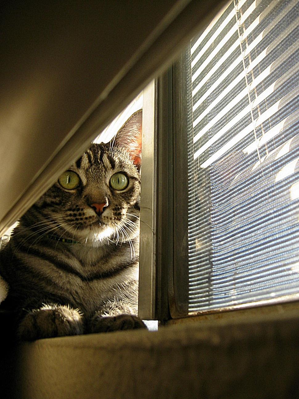 Free Stock Photo of Cat in Window | Download Free Images and Free ...