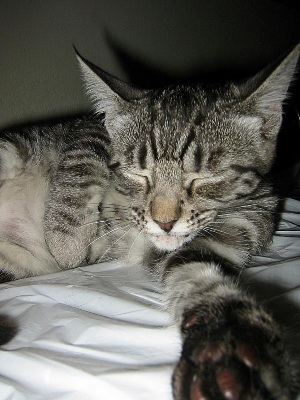 Free Stock Photo of Cat with Outstretched Paw | Download Free Images ...