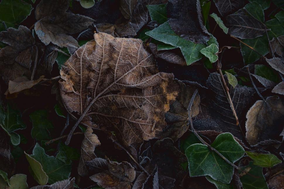 Free Stock Photo of A Fallen Leaf on the Ground | Download Free Images ...