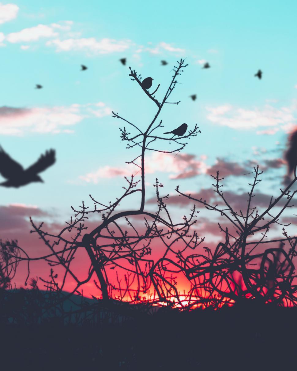 Free Stock Photo of Birds Flying Over Tree at Sunset | Download Free ...