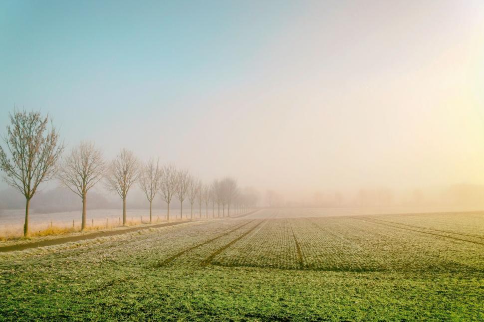 Free Stock Photo of Foggy Field With Trees in the Distance | Download ...