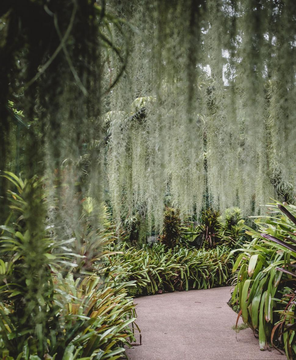 Free Stock Photo of Green Plant-Lined Walkway | Download Free Images ...