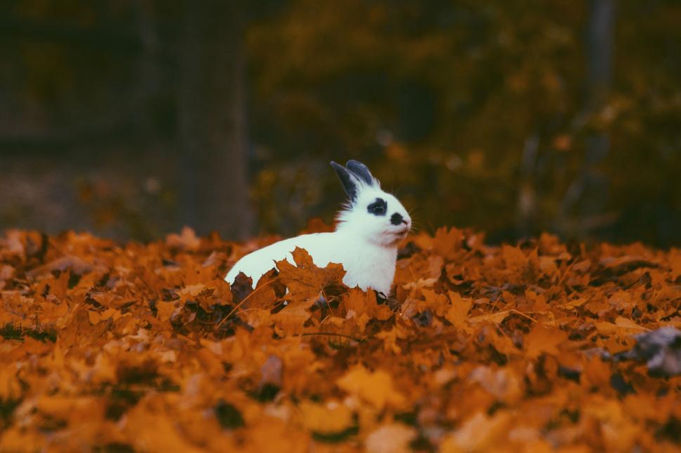 Free Stock Photo of Small White Rabbit Sitting in Field of Leaves ...