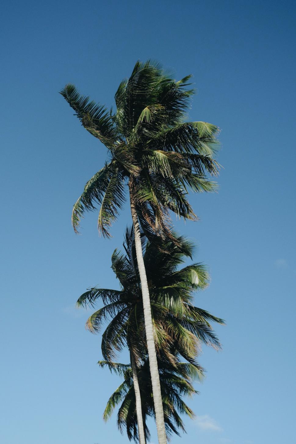 Free Stock Photo of Two Palm Trees Standing Together | Download Free ...
