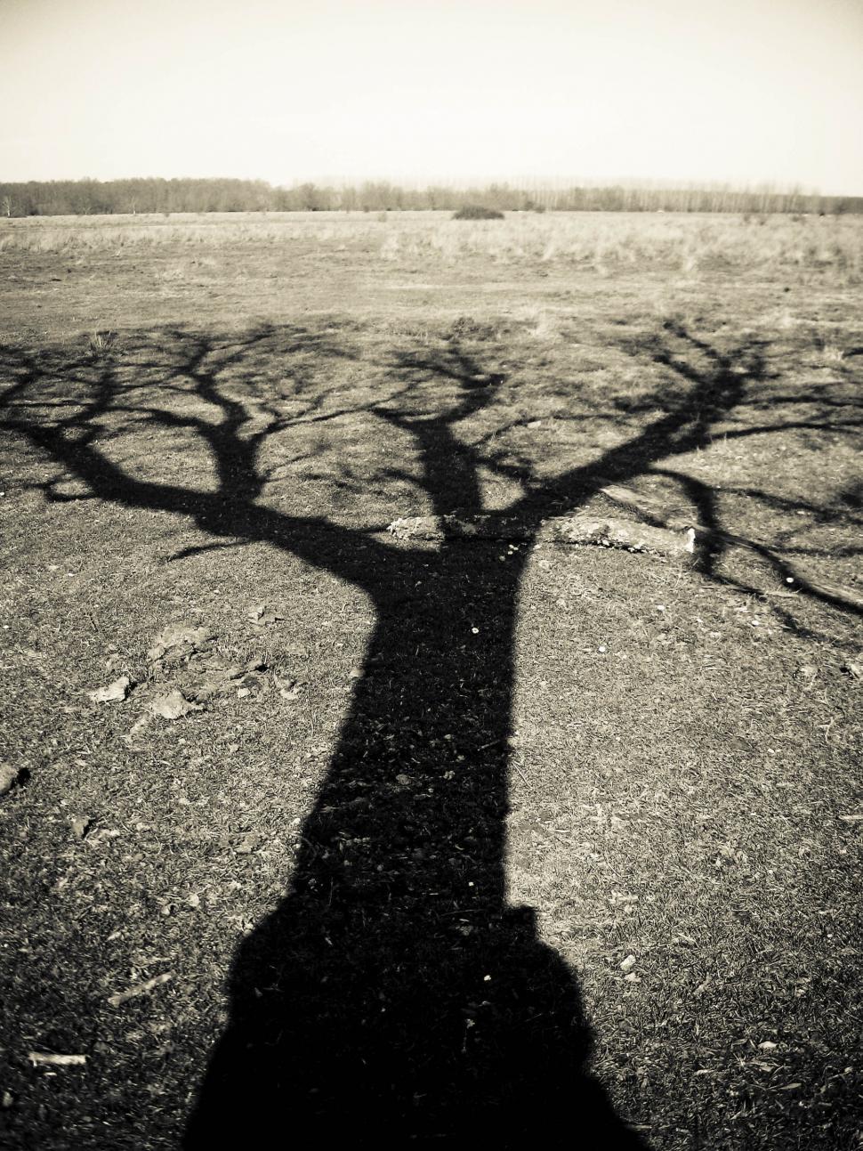 Free Stock Photo of shadow of lonely tree | Download Free Images and ...