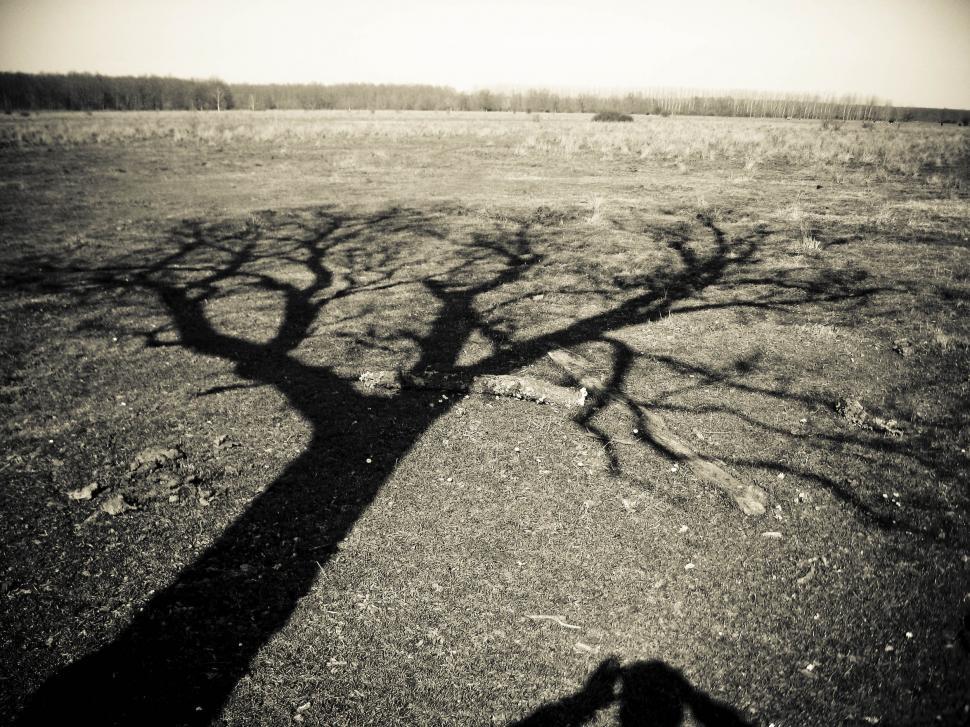 Free Stock Photo of lonely tree | Download Free Images and Free ...