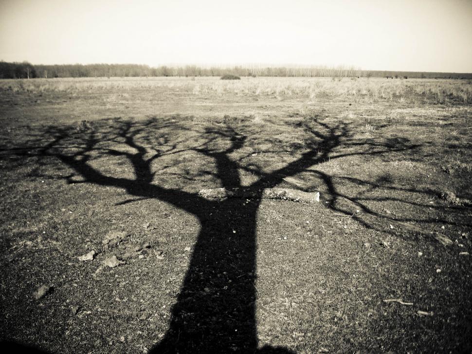 Free Stock Photo of lonely tree shadow | Download Free Images and Free ...