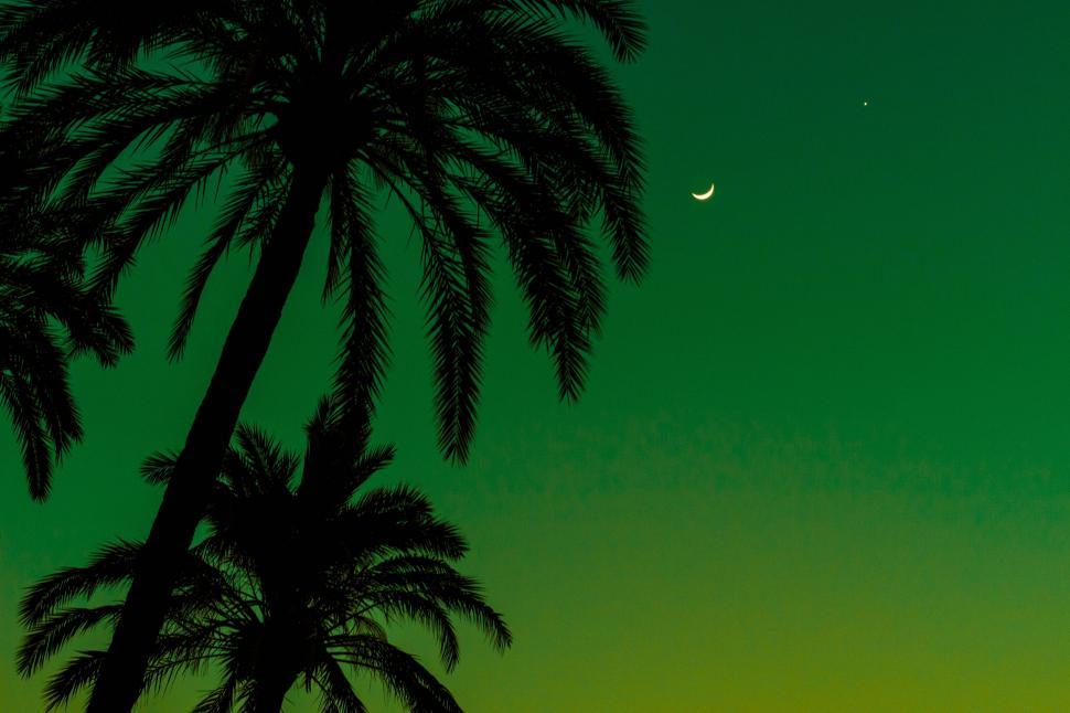 Free Stock Photo of Palm Tree and Half Moon in the Sky | Download Free ...