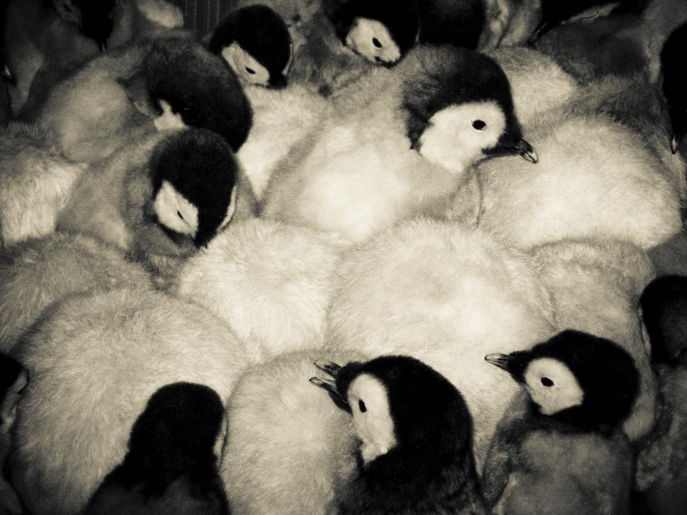 Free Stock Photo of baby penguins | Download Free Images and Free ...