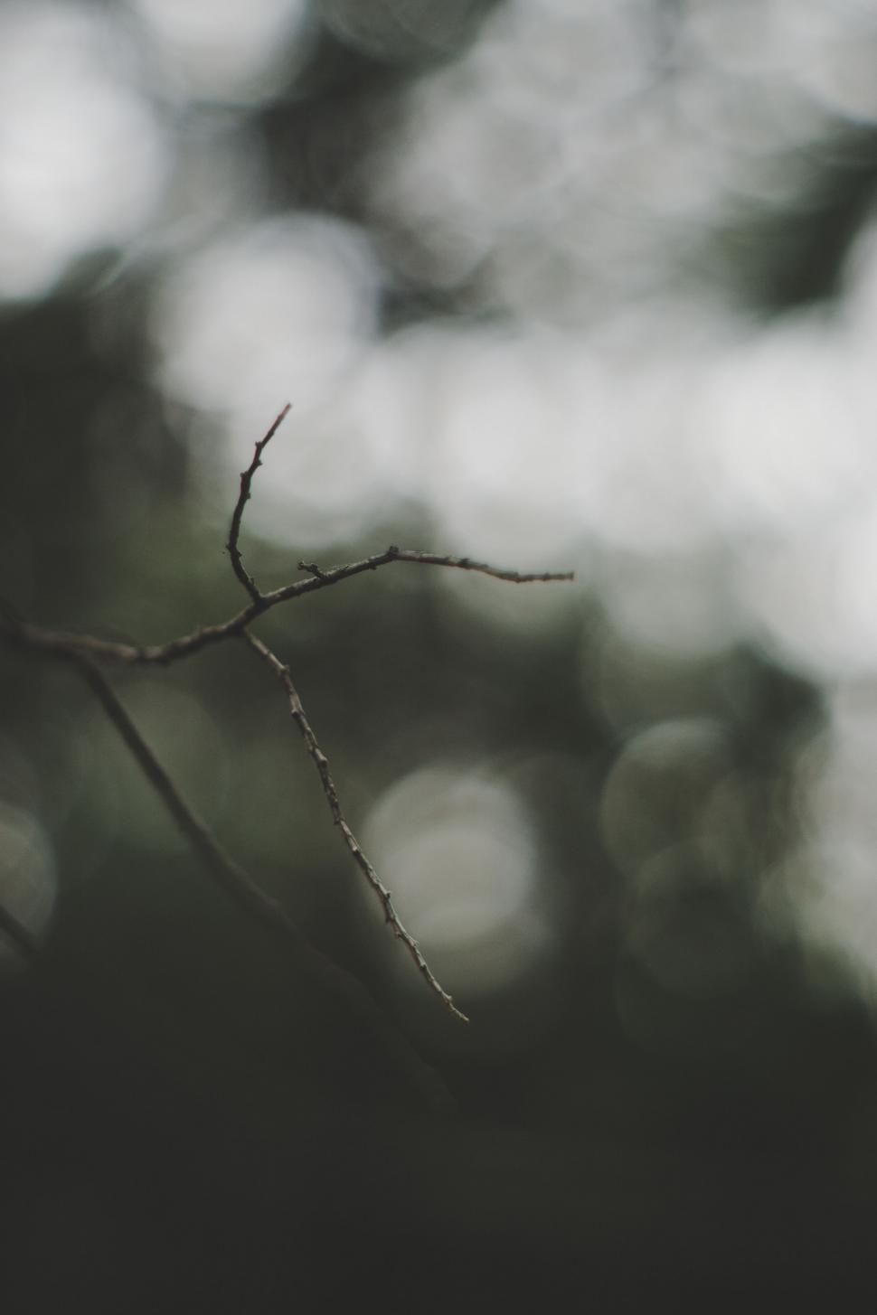 Free Stock Photo of Monochrome Tree Branch | Download Free Images and ...
