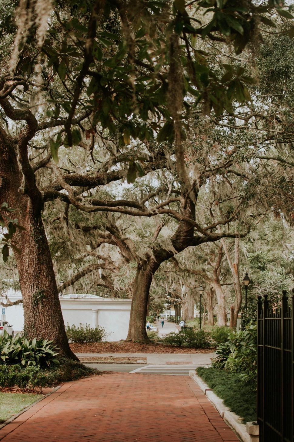 Free Stock Photo of Red Brick Walkway With Tree-lined Sides | Download ...