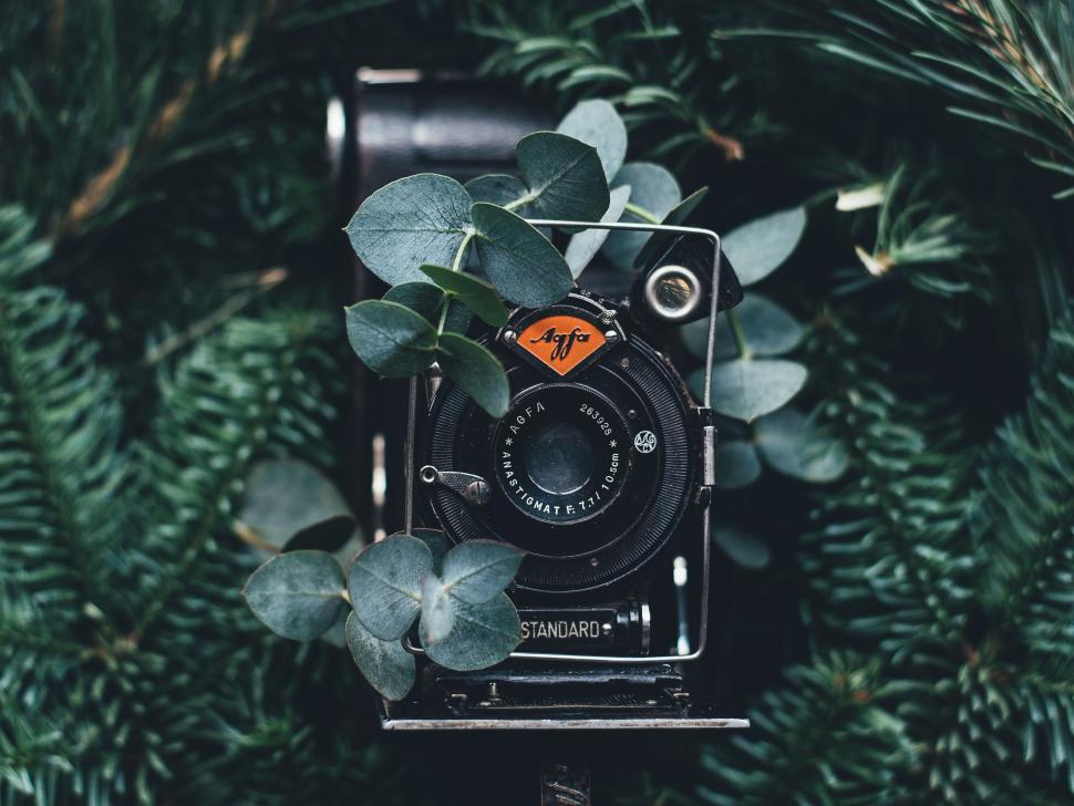 Free Stock Photo of Antique Camera Resting Atop Tree | Download Free ...