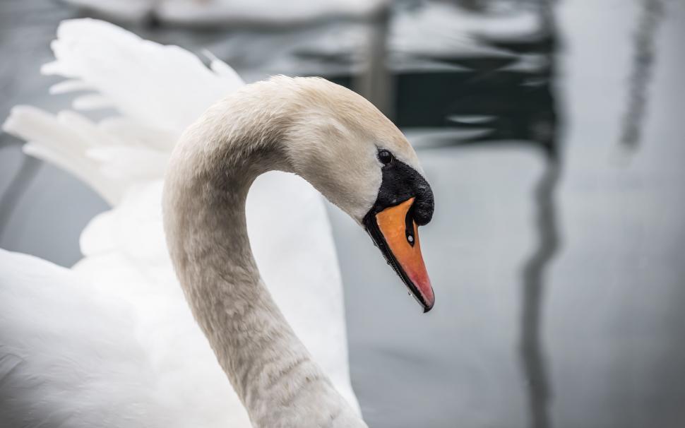 Free Stock Photo of White Swan With Orange Beak by Body of Water ...