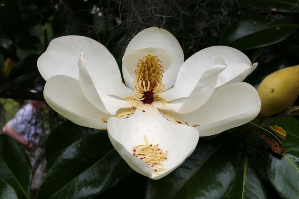 Free Stock Photo of magnolia bloom | Download Free Images and Free ...