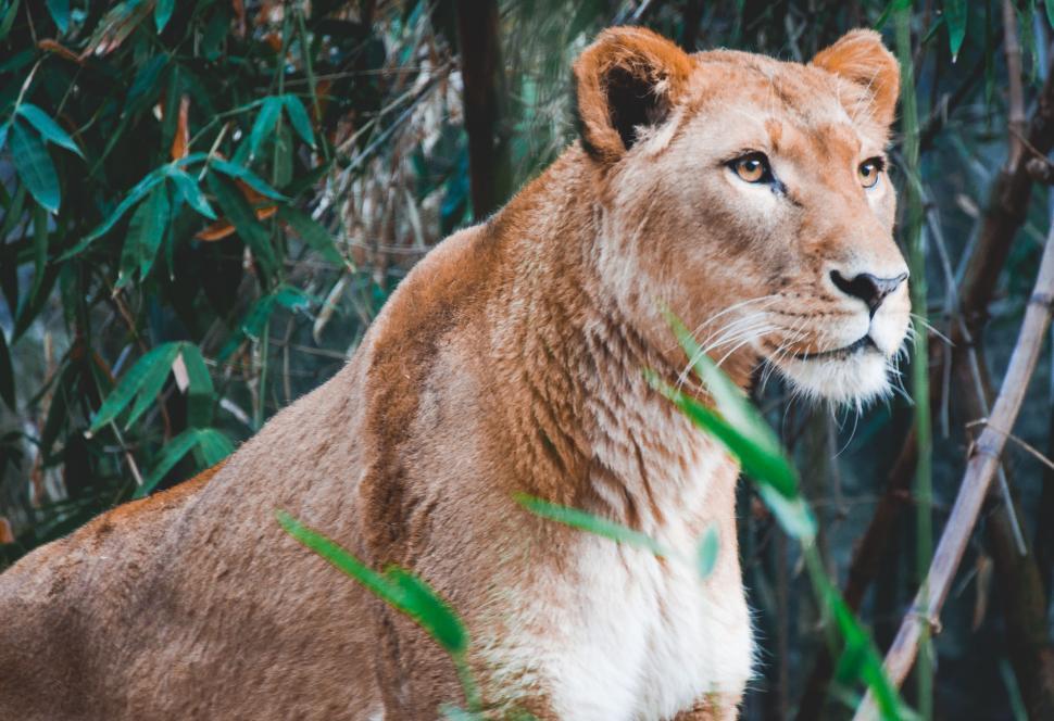 Free Stock Photo of Close Up of Lion Near Trees | Download Free Images ...