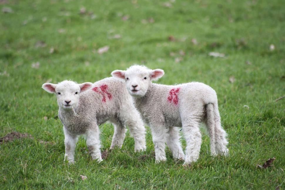 Free Stock Photo of Three Lambs With Red Markings Standing in a Field ...