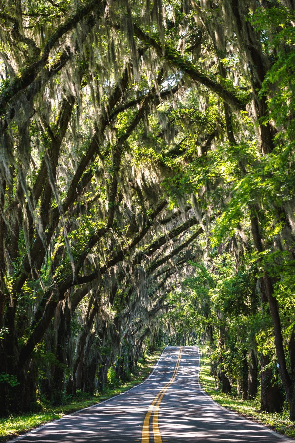 Free Stock Photo of Tree-Lined Road With Spanish Moss | Download Free ...