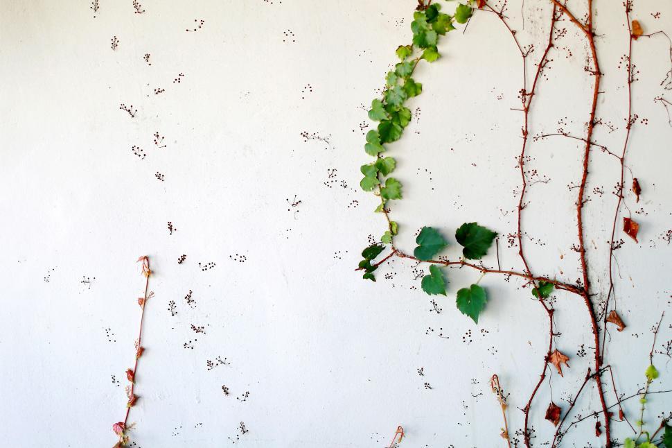 Free Stock Photo of Vine Growing on White Wall | Download Free Images ...
