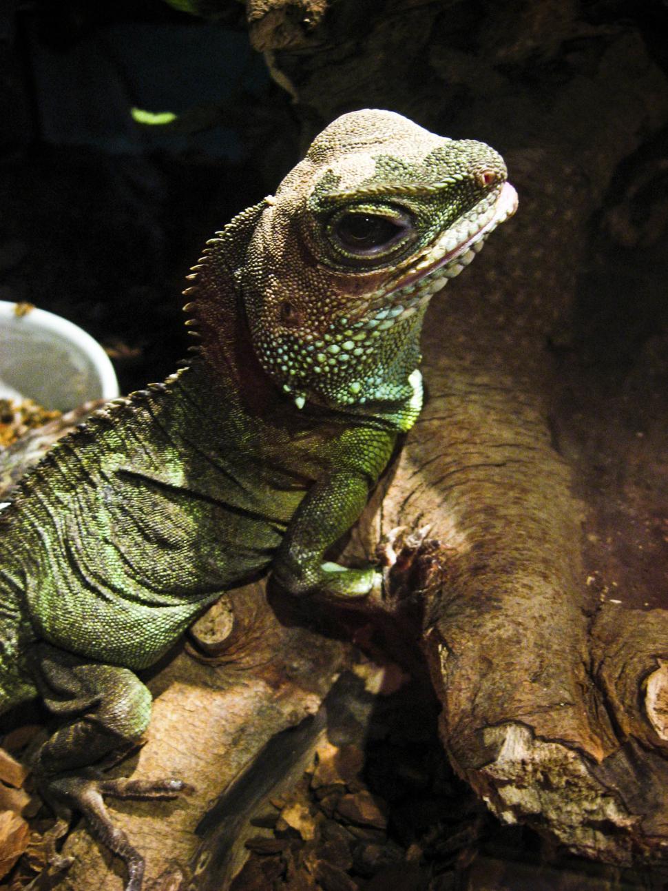 Free Stock Photo of Green lizard | Download Free Images and Free ...