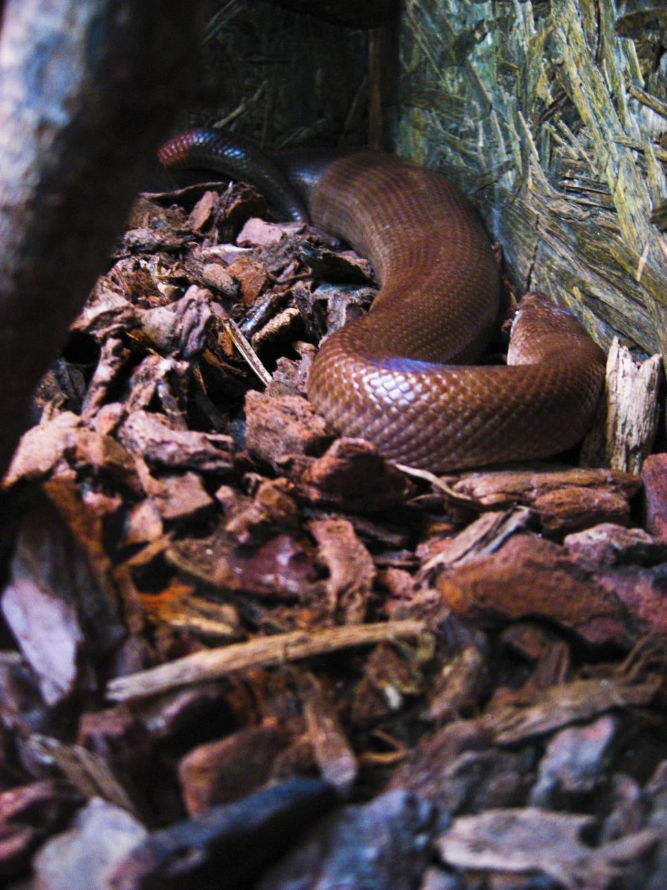 Free Stock Photo of snake | Download Free Images and Free Illustrations