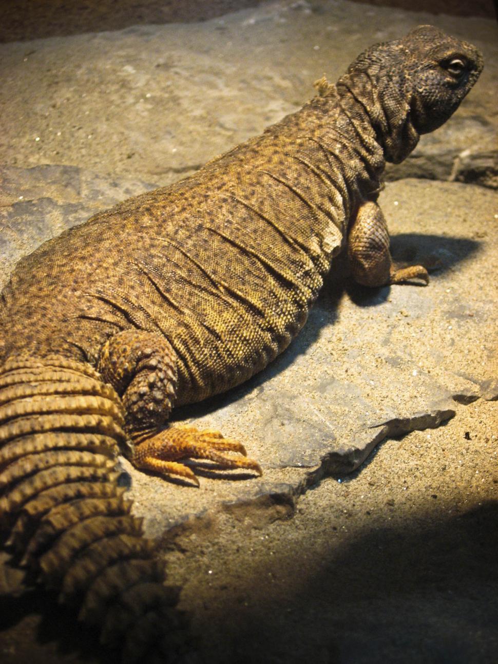 Free Stock Photo of Big lizard | Download Free Images and Free ...