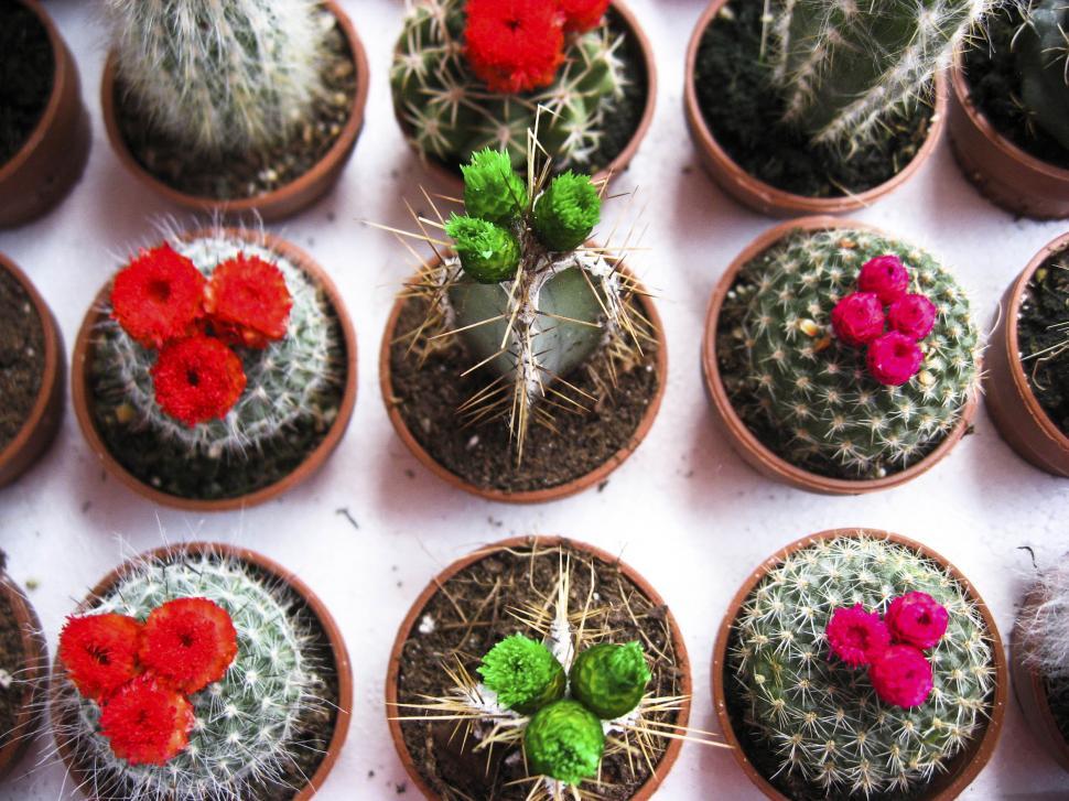 Free Stock Photo of Small cactus | Download Free Images and Free ...