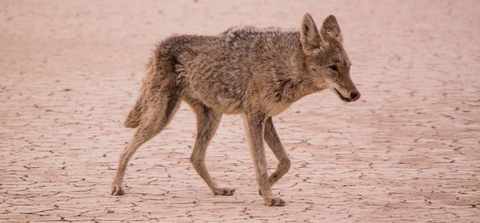 Free Stock Photo of Small Animal Walking Across Dirt Field | Download ...