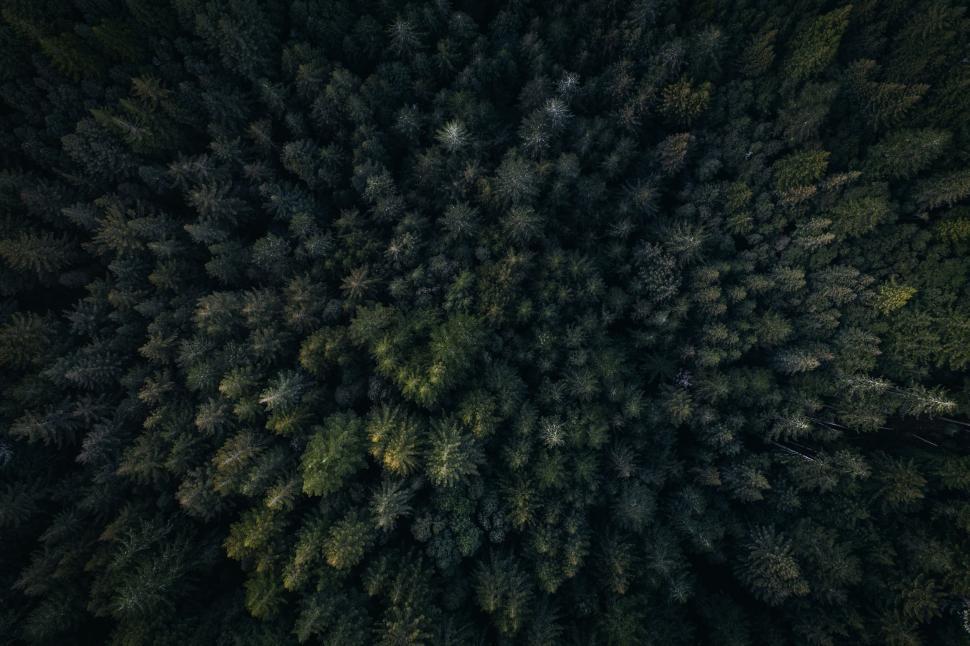 Free Stock Photo of Aerial View of Dense Forest Canopy | Download Free ...