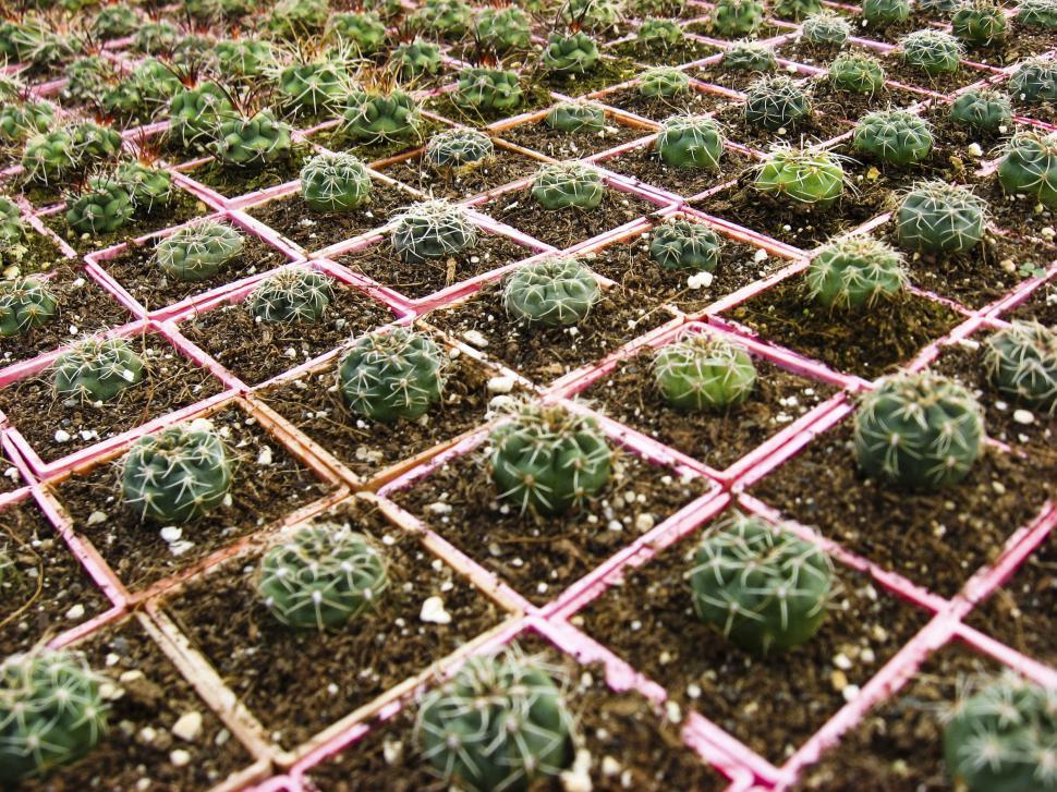 Free Stock Photo of Small cacti | Download Free Images and Free ...