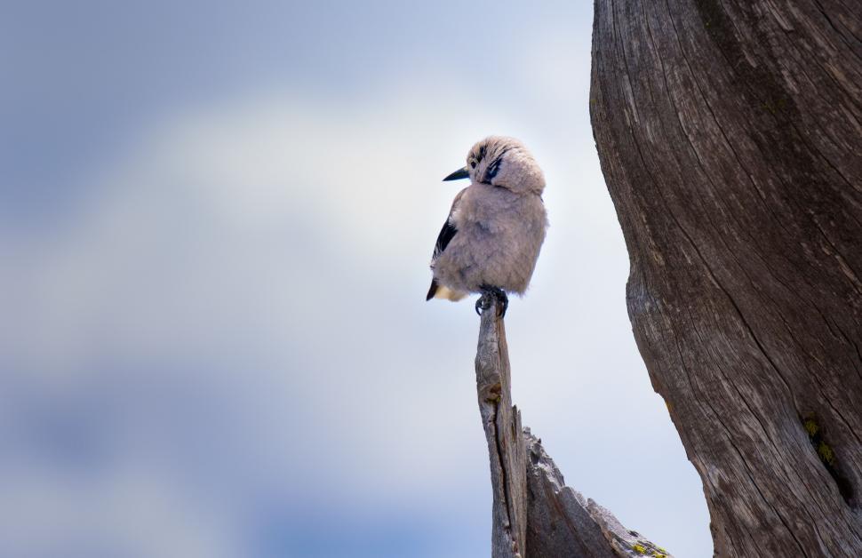 Free Stock Photo of Small Bird Perched on Top of Tree Branch | Download ...