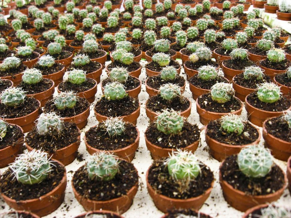 Free Stock Photo of Cactus farm | Download Free Images and Free ...