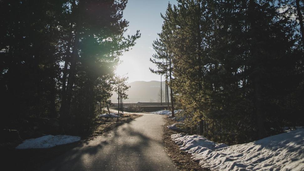 Free Stock Photo of Sun Shines Through Trees on Snowy Path | Download ...