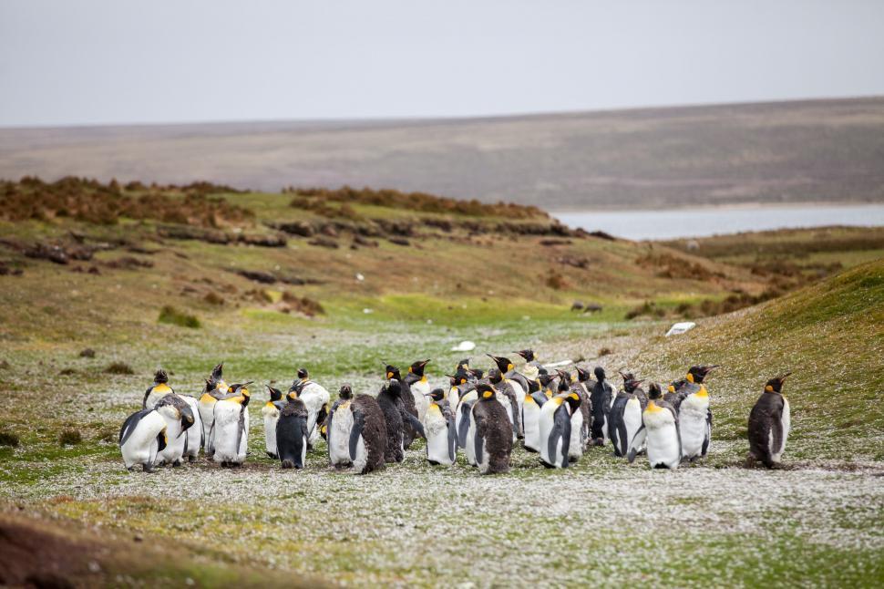 Free Stock Photo of Large Group of Penguins Walking Together | Download ...