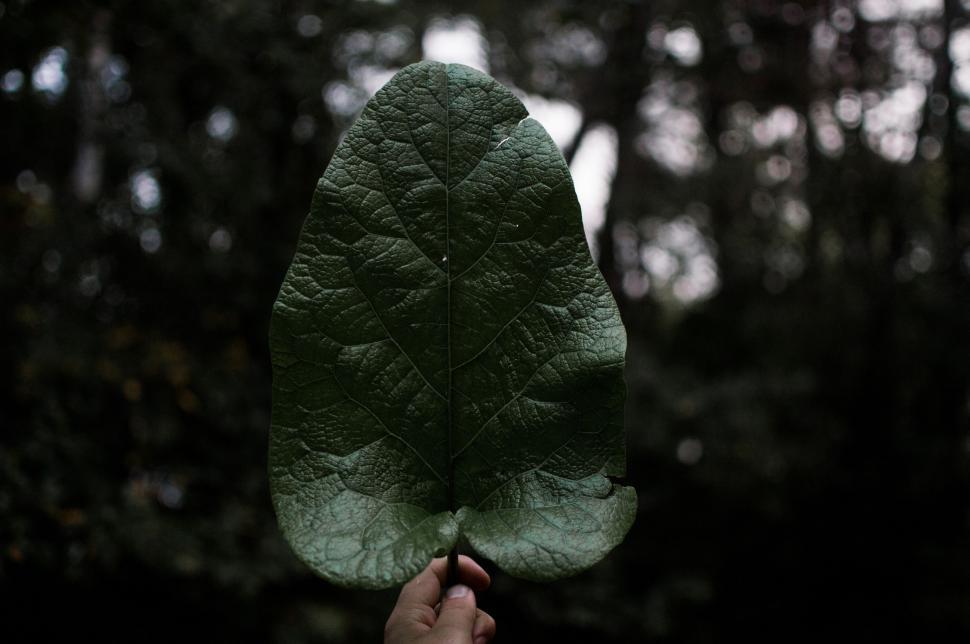 Free Stock Photo of Person Holding Leaf in Front of Forest | Download ...