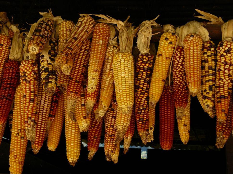 Free Stock Photo of Corn Drying on a Line | Download Free Images and ...