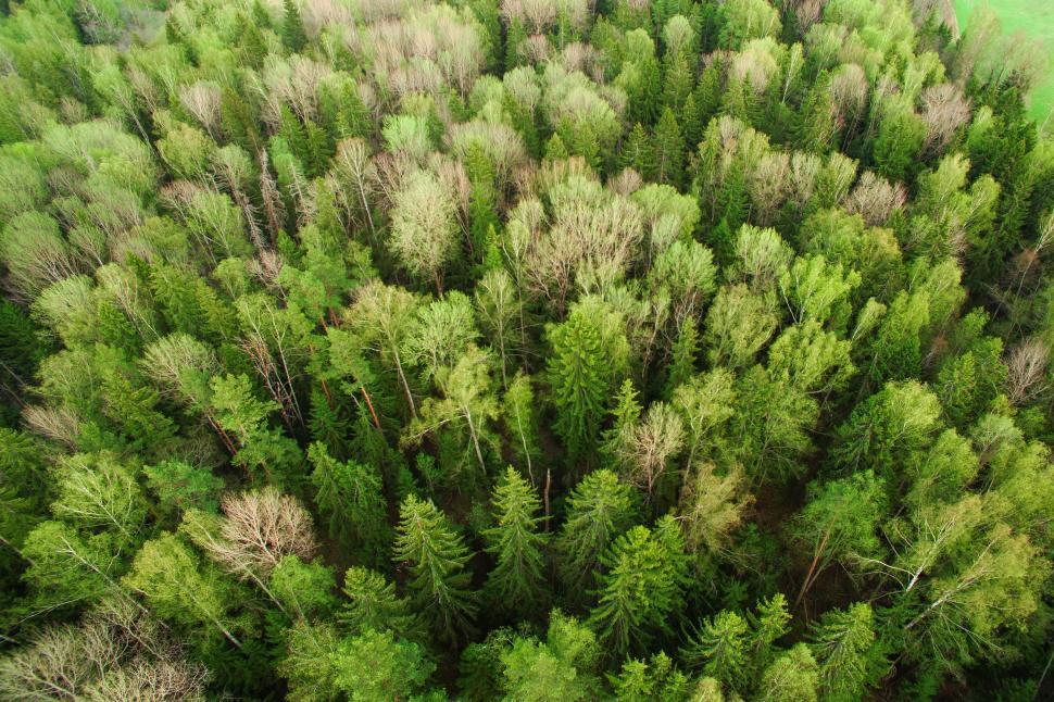 Free Stock Photo of Aerial View of Dense Forest Canopy | Download Free ...