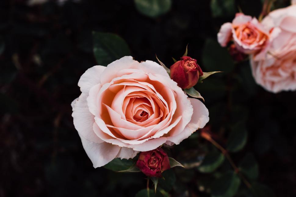 Free Stock Photo of Two Pink Roses With Green Leaves | Download Free ...