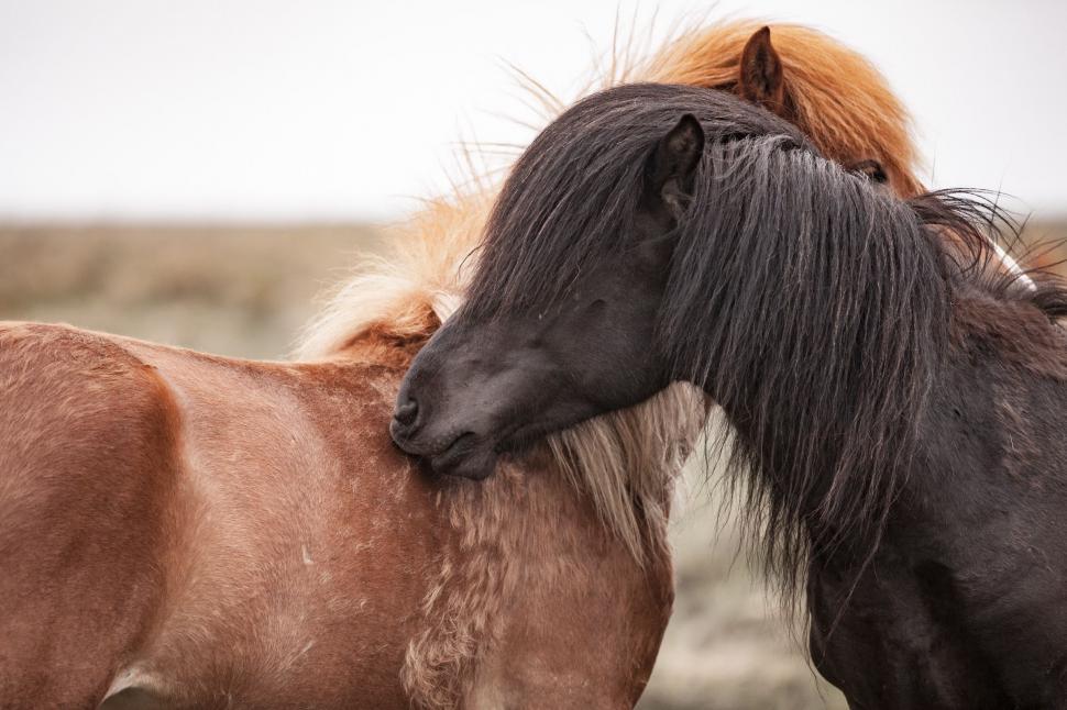Free Stock Photo of Two Horses Standing Together in a Field | Download Free Images and Free ...