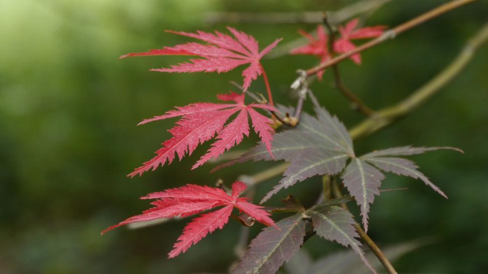 Free Stock Photo of Japanese Maple Lacey Leaves | Download Free Images ...
