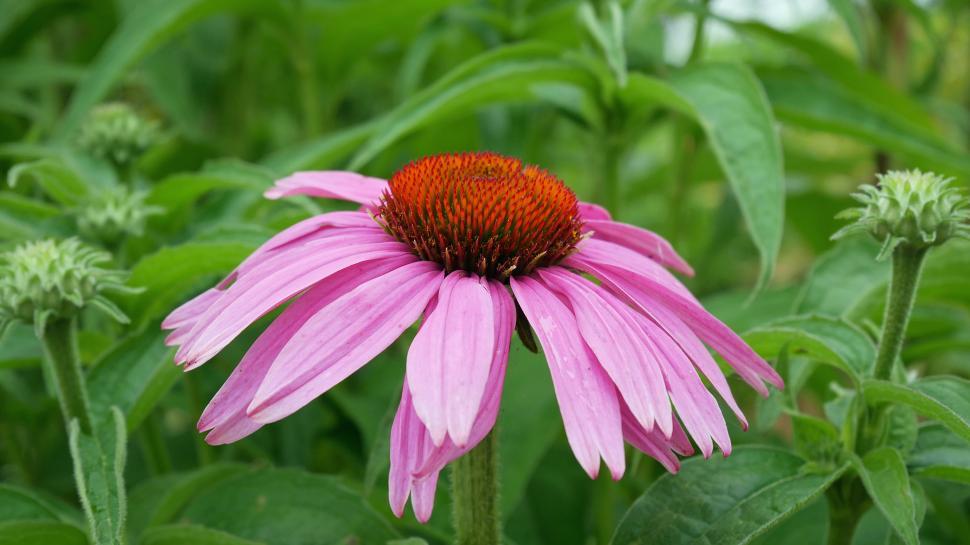 Free Stock Photo of Single Pink Coneflower | Download Free Images and ...