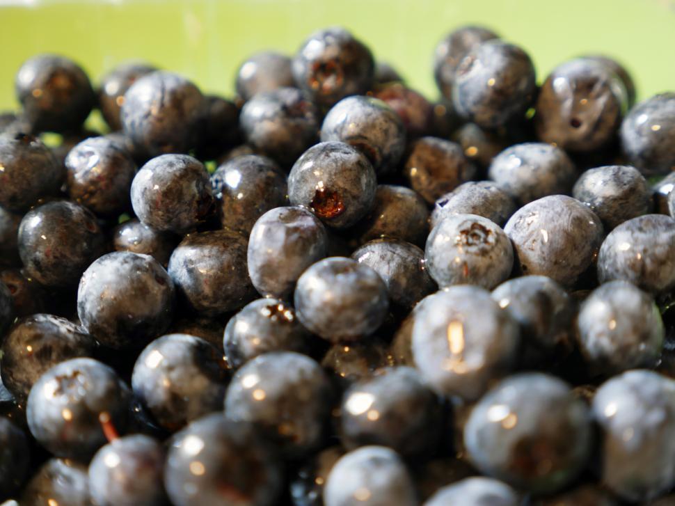 Free Stock Photo of Blueberry | Download Free Images and Free Illustrations