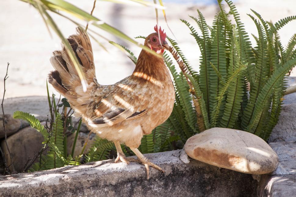 Free Stock Photo of Golden Chicken Pose | Download Free Images and Free ...