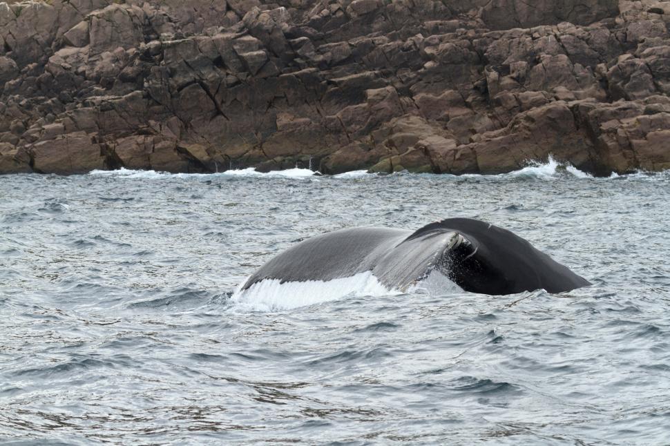 Free Stock Photo of Whale diving deep | Download Free Images and Free ...