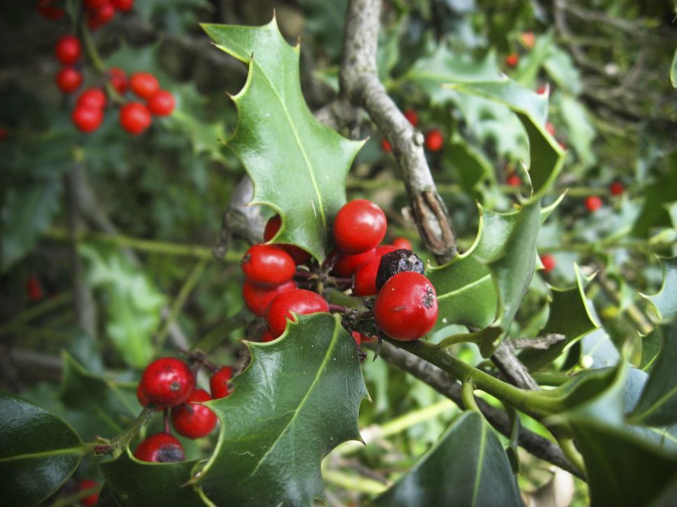 Free Stock Photo of Holly | Download Free Images and Free Illustrations