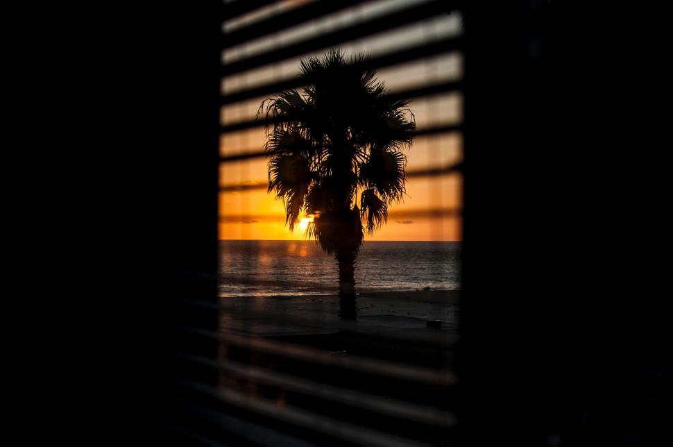 Free Stock Photo of Palm Tree Through Window | Download Free Images and ...